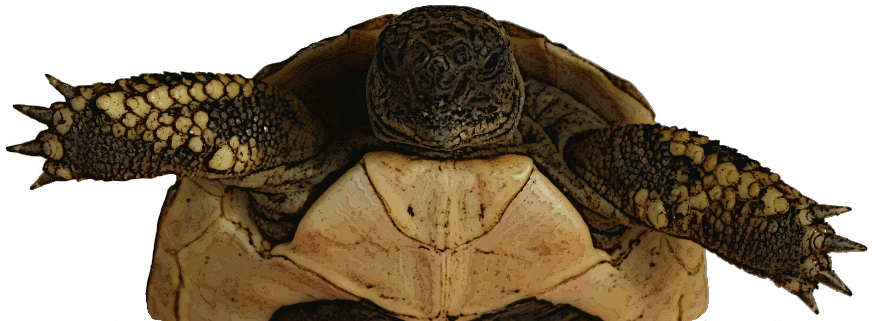 Želva zelenavá – Testudo hermanni